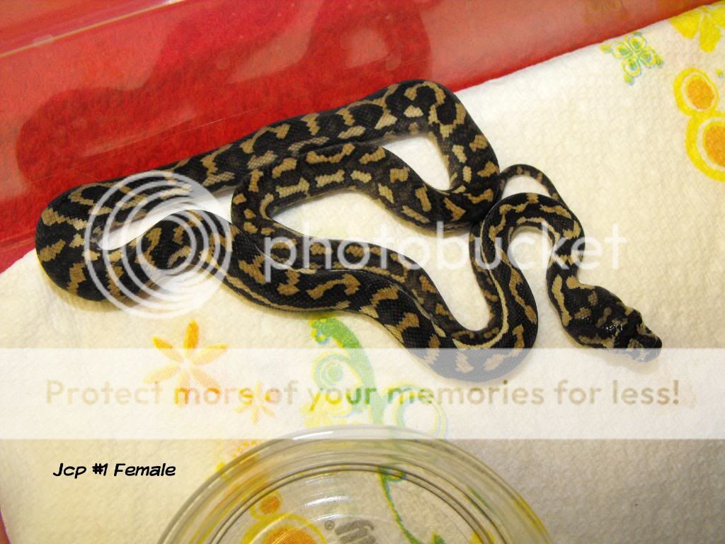2011 Jungle Carpet Pythons For Sale *Updated* | Reptile Forums