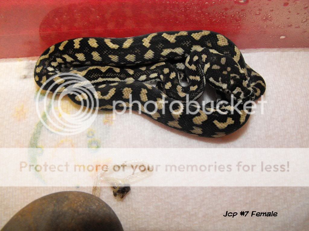 2011 Jungle Carpet Pythons For Sale *Updated* | Reptile Forums