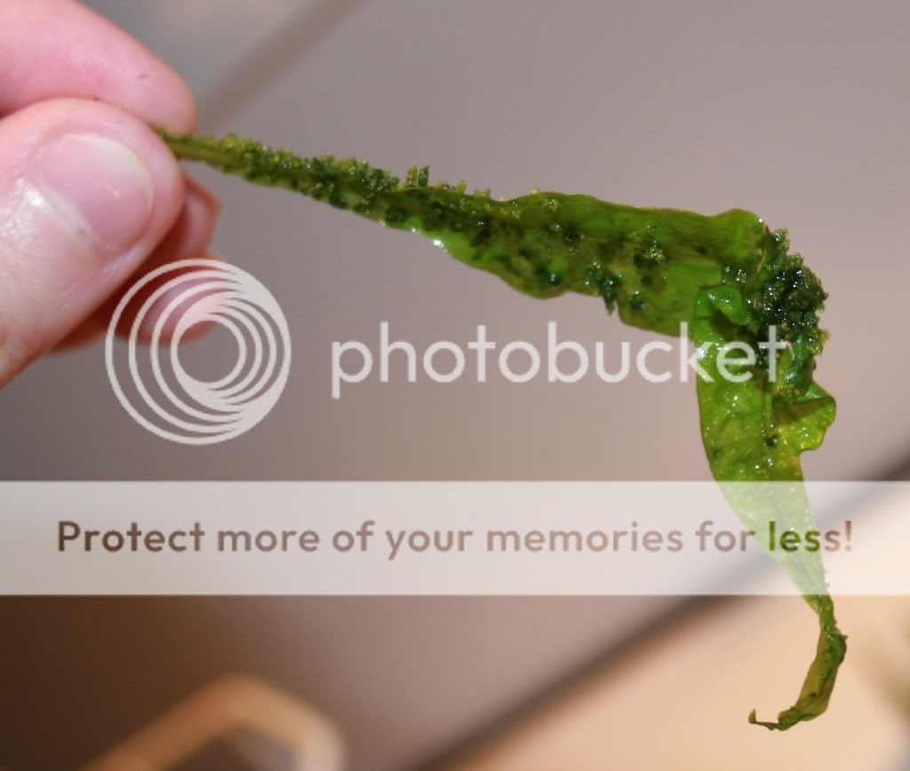 Java fern pustules | The Planted Tank Forum