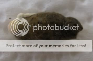 leopard gecko poop stuck