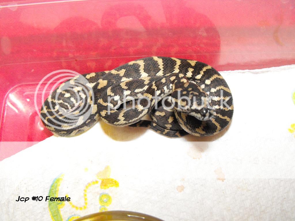 2011 Jungle Carpet Pythons For Sale *Updated* | Reptile Forums