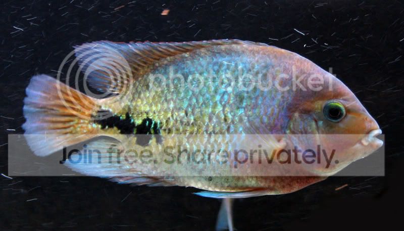 Update on Vieja Synspilum and Vieja Hartwegi | MonsterFishKeepers.com