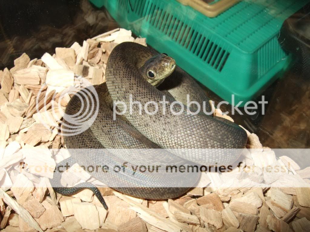 c/b 08 matlocks python for sale kidderminster | Reptile Forums